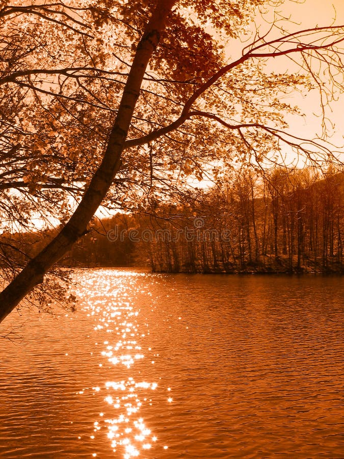 Tree by the lake stock photo. Image of quiet, sparkle - 1223702