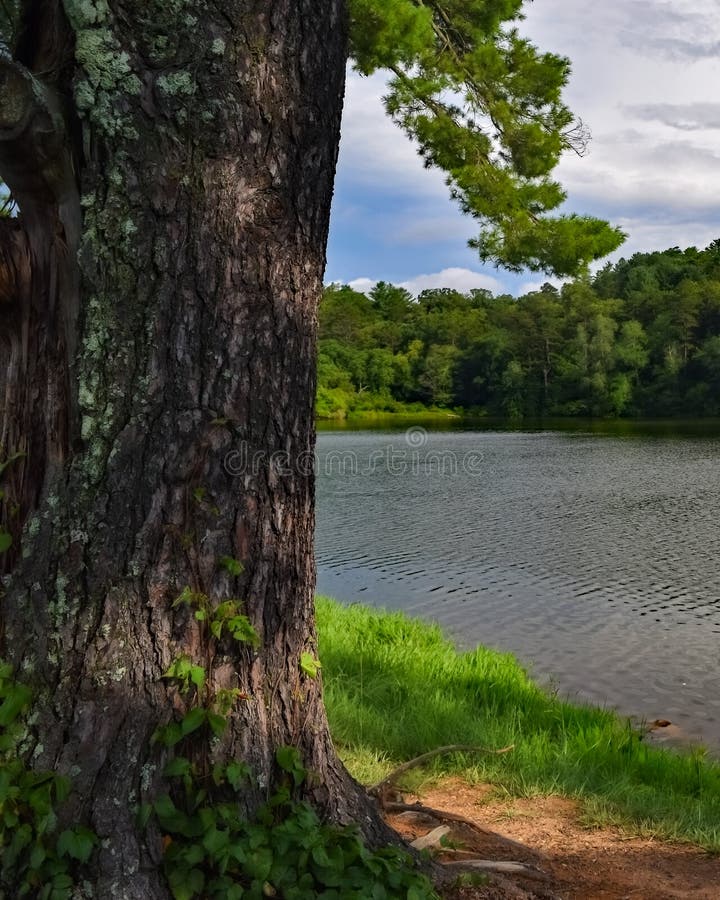Tree by the Lake stock image. Image of trees, beaver - 137616337