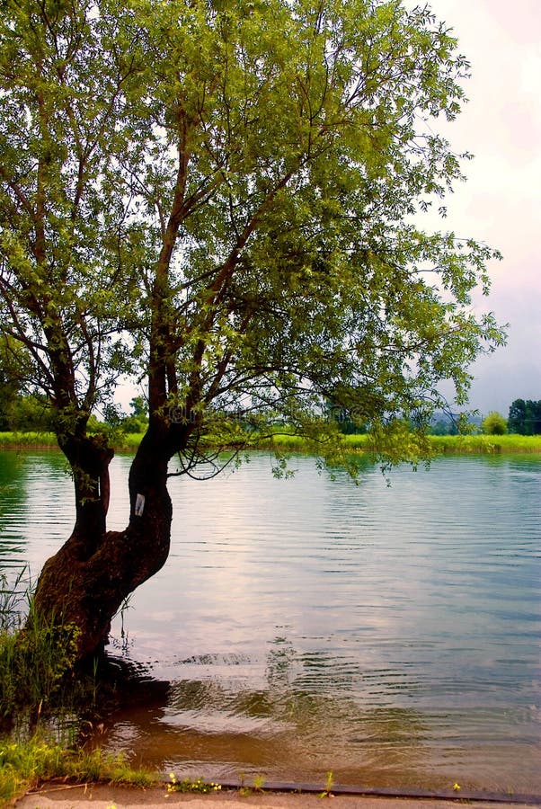 Tree and lake stock image. Image of plant, branch, landscape - 15077723