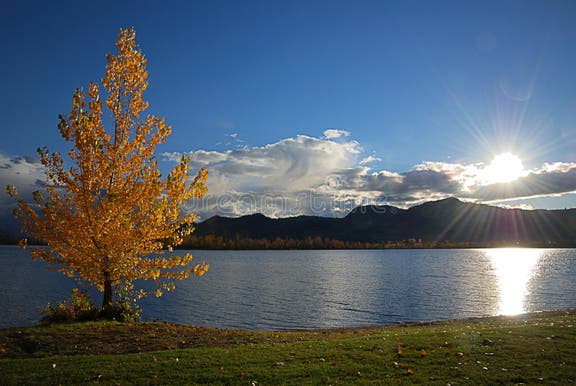 Tree and lake stock image. Image of leaves, colorful - 19003077