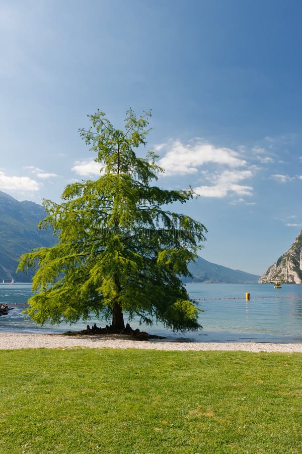Tree on the lake stock photo. Image of italy, calm, lake - 20226624
