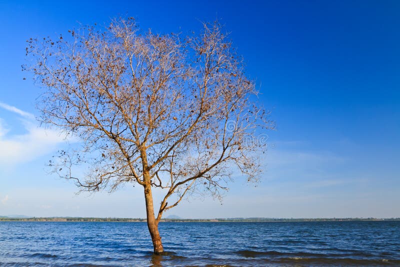 Tree in lake stock photo. Image of countryside, tree - 20410884