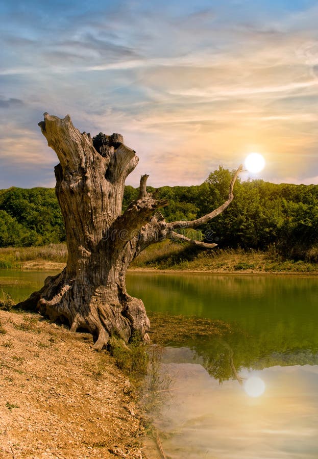 Tree by the lake stock image. Image of evening, green - 20840573