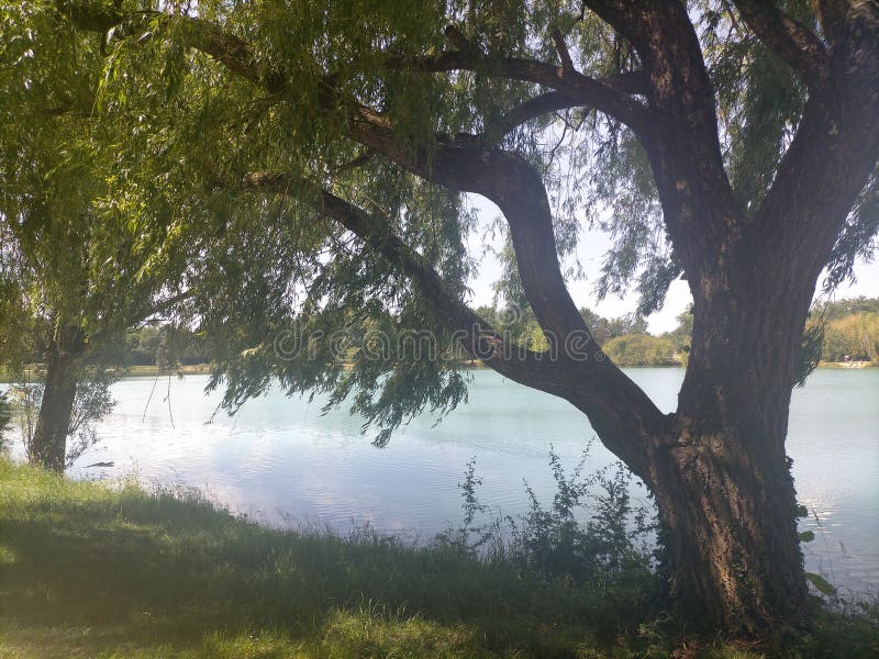 Tree and a lake stock photo. Image of autumn, forest - 224028486