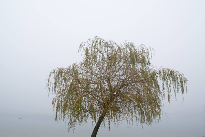 Lonely Willow with Autumn Yellow Leaves on the Shore of a Foggy Lake ...