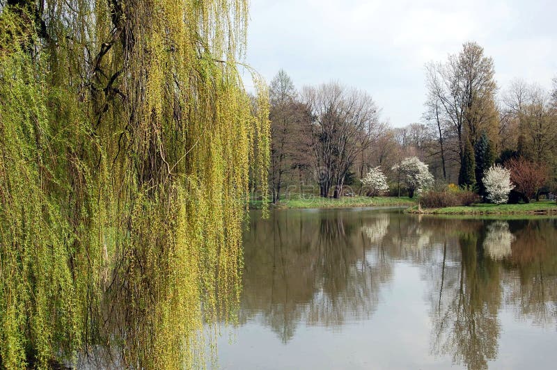 Tree by the lake stock image. Image of spring, lakeside - 4890643