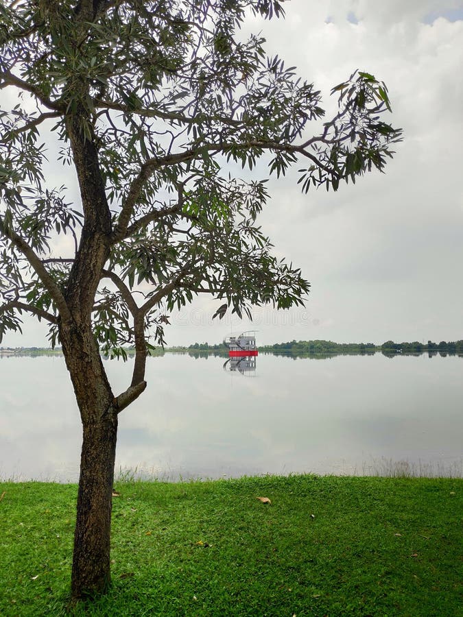Tree by the lake stock photo. Image of tree, cabin, lake - 221938446