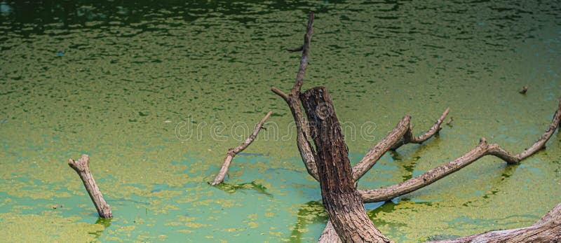 Tree Lake Forest Dry. Dry Tree Floating in the Water of a Lake Stock ...