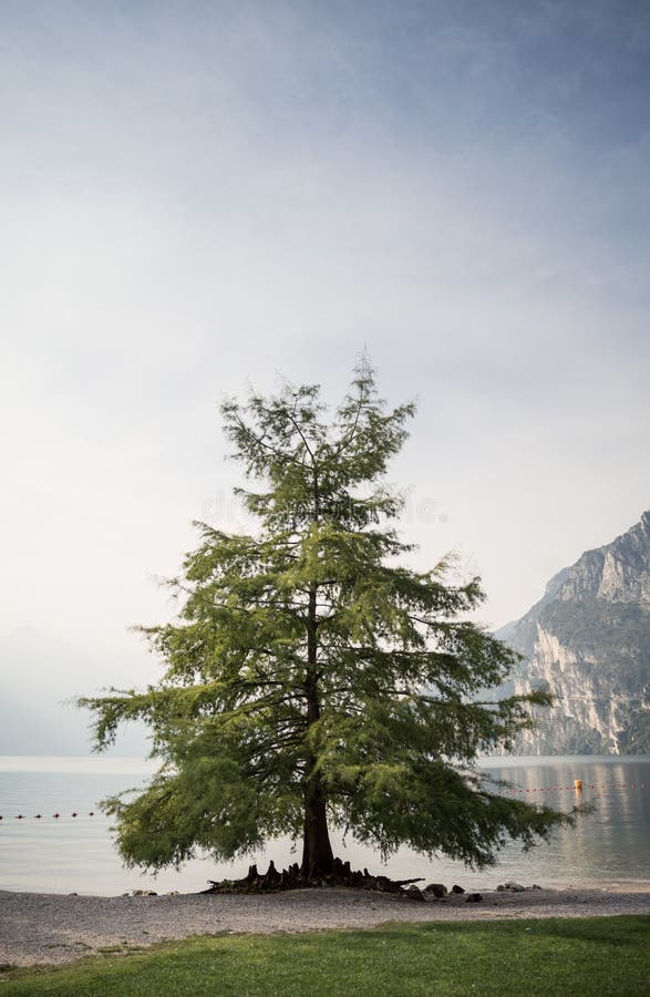 4,137 Lake Garda Tree Stock Photos - Free & Royalty-Free Stock Photos ...