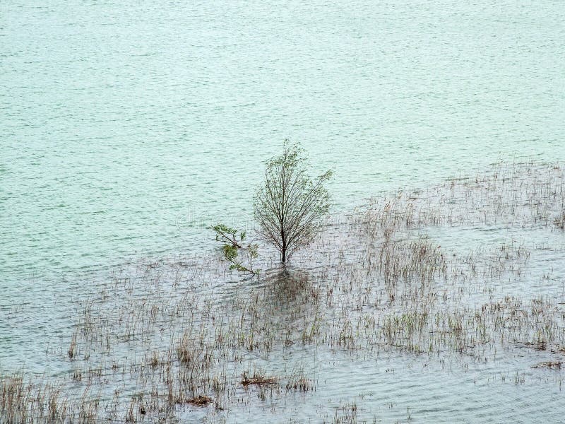 Tree on the lake stock photo. Image of surface, pond - 180215618