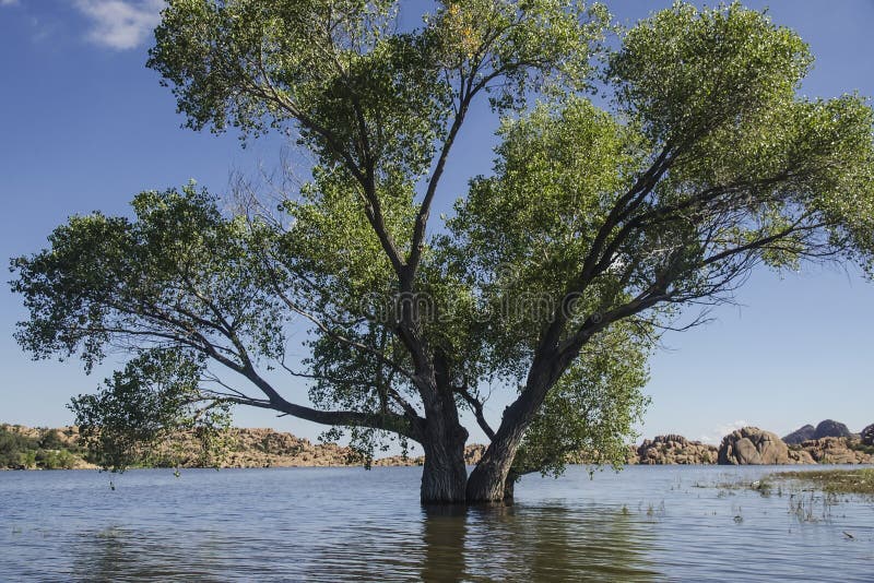 Tree in Lake stock image. Image of blue, arizona, hills - 68662559