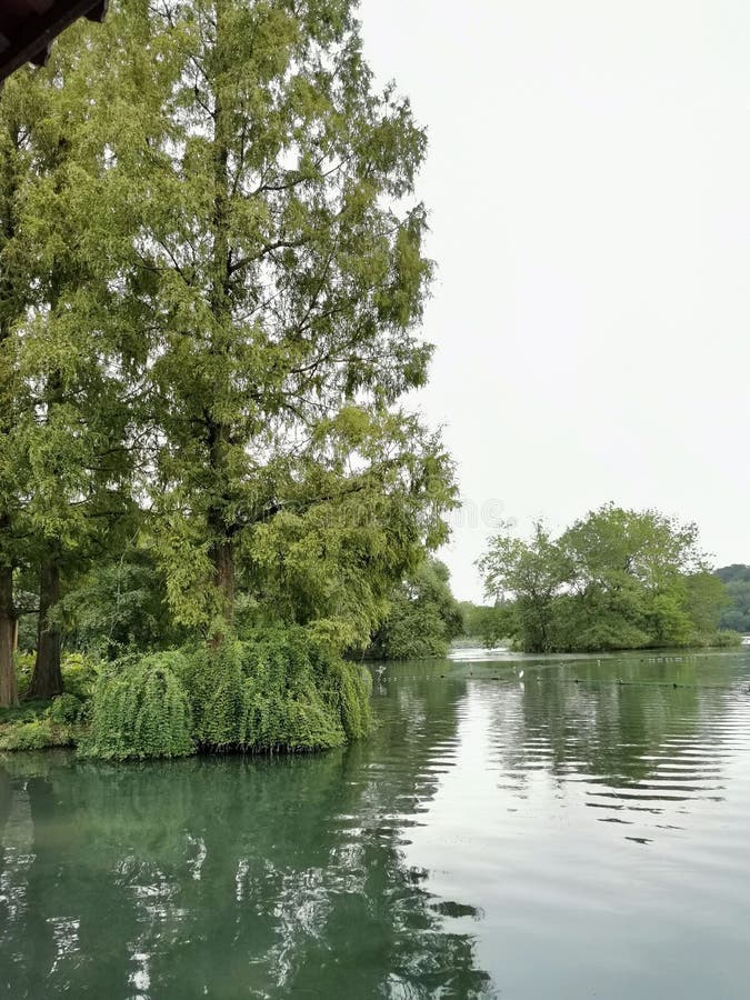 Tranquil Scene-tree by the Lake Stock Image - Image of city, natural ...