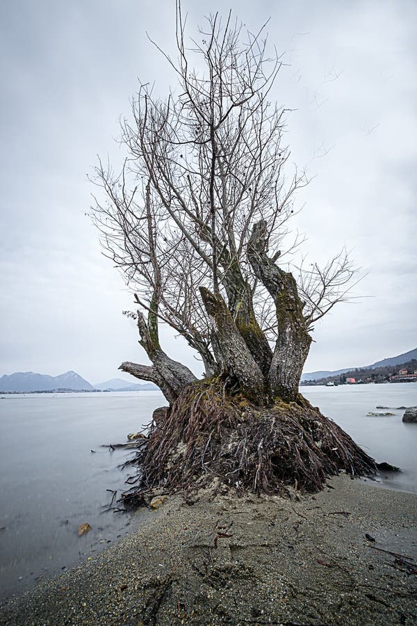 Tree by the lake stock image. Image of piedmont, maggiore - 85534173