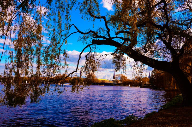 Tree and lake landscape stock photo. Image of lake, colours - 168387894
