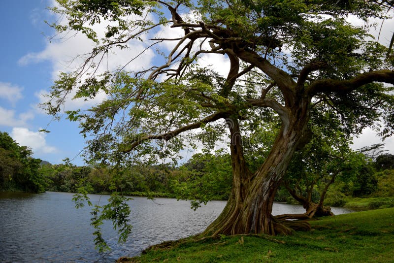 Tree beside a lake stock photo. Image of green, solitude - 53405926