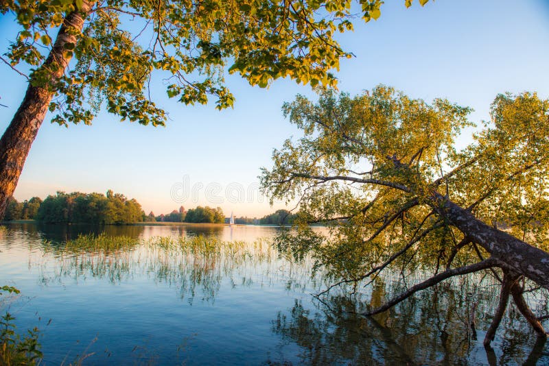 Tree in lake stock image. Image of lying, time, idyllic - 56070353