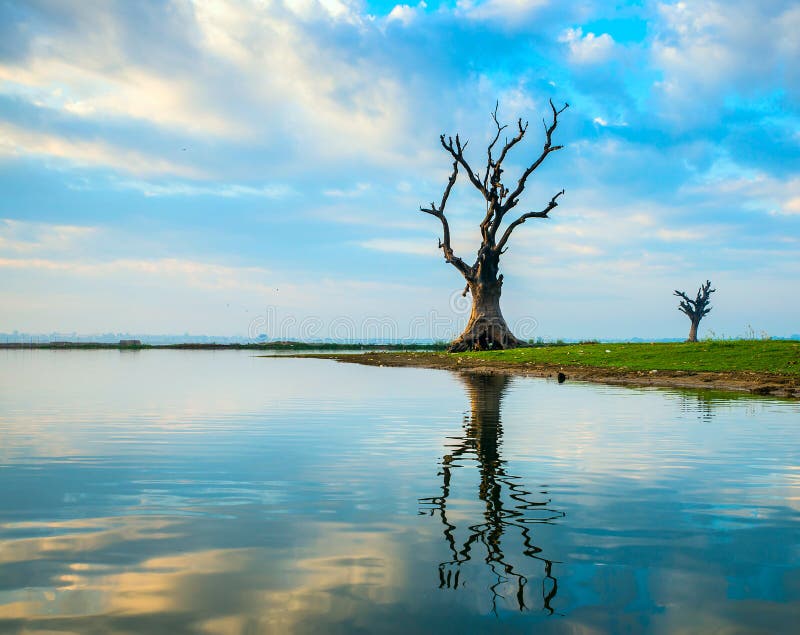 Tree on a lake in Myanmar stock photo. Image of landscape - 37443134