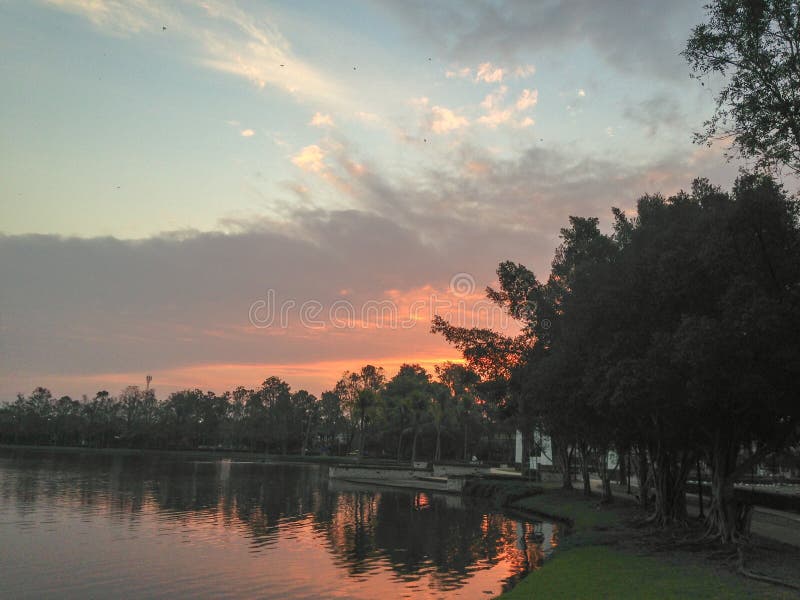 Tree beside Lake stock image. Image of summer, lake - 107783977