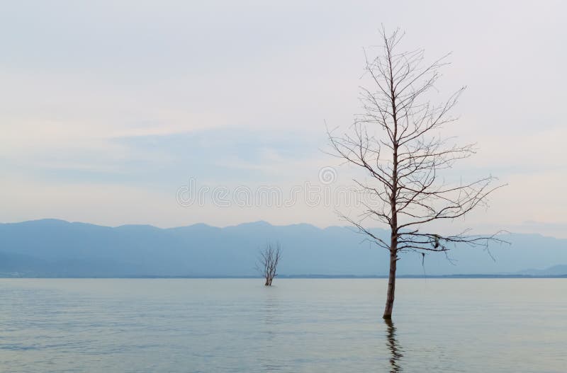 Tree in the lake stock photo. Image of clear, peace, natural - 48152792