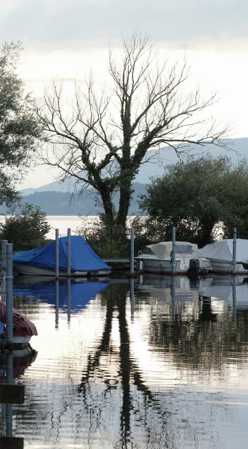 Tree at a Lake Shore stock image. Image of outside, daylight - 293092933