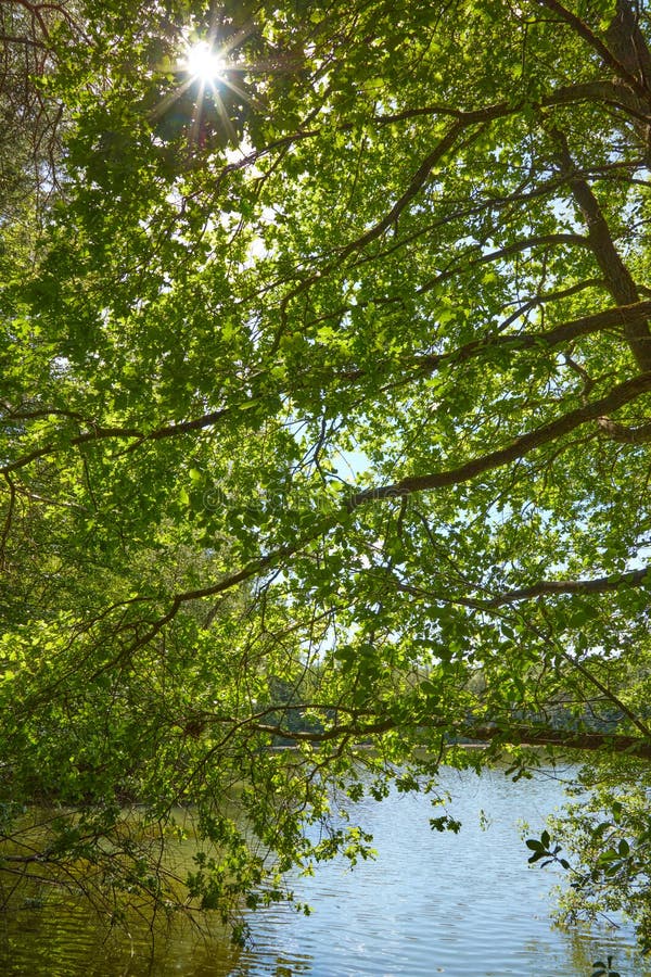 Tree at the lake stock image. Image of sunlight, landscape - 185787413