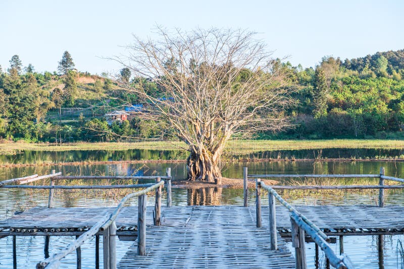 Tree in lake with sunlight stock image. Image of lake - 252069237