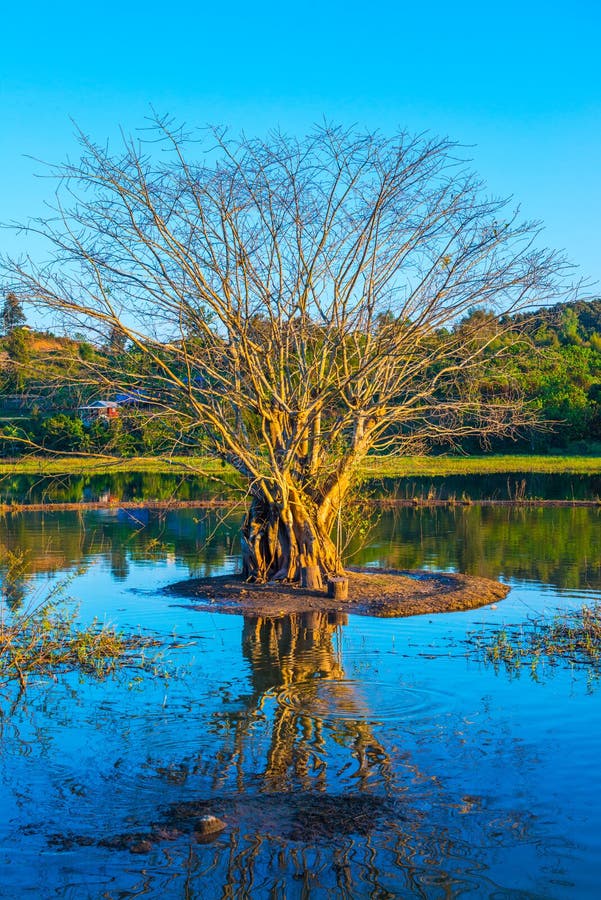 Tree in lake with sunlight stock image. Image of reflect - 263486465