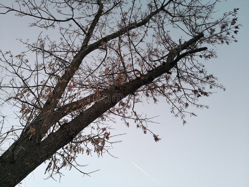 Tree stock photo. Image of chill, lake, high, tree - 107894832