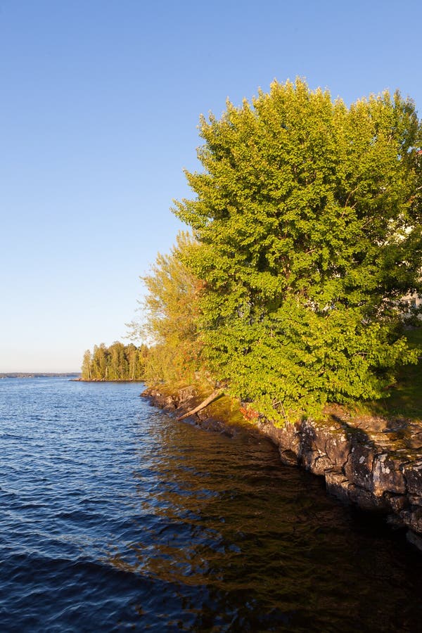 A big tree at the lakeside stock photo. Image of lake - 162901142
