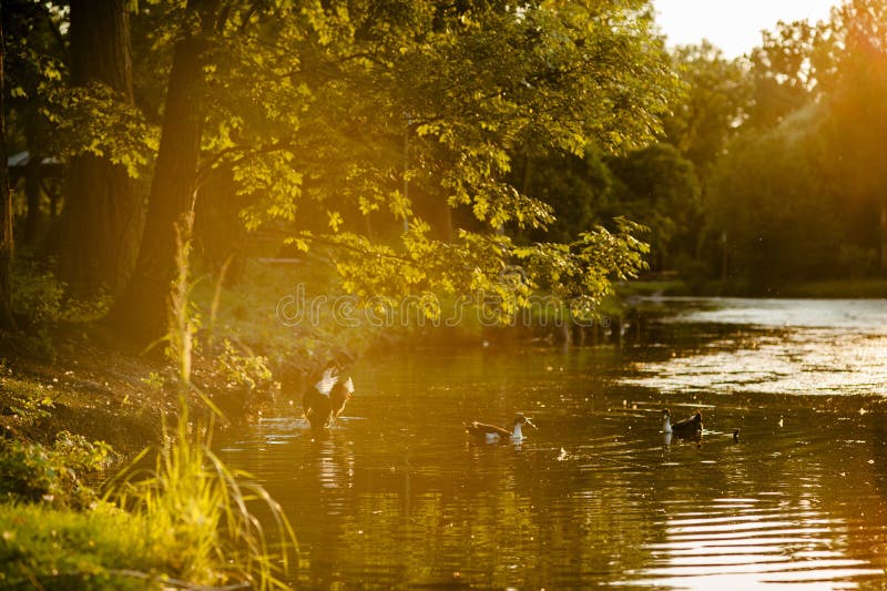 A Tree on a Lakeside at Sunset Stock Image - Image of bright, golden ...