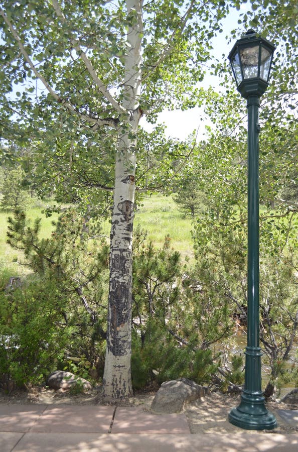Tree lamp post stock image. Image of tree, pole, branches - 54780221
