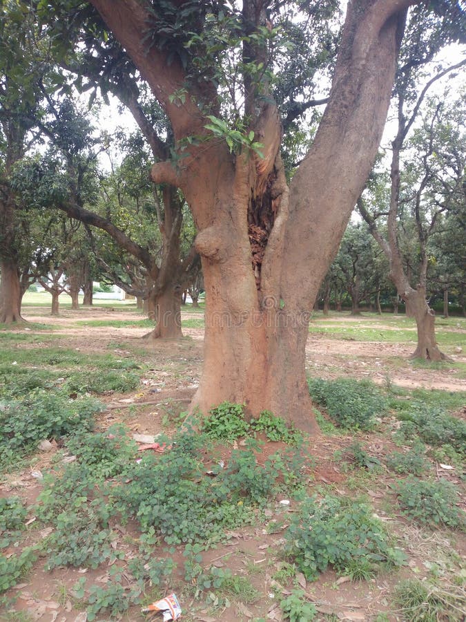 Tree and land stock photo. Image of nature, wall, plant - 155710320