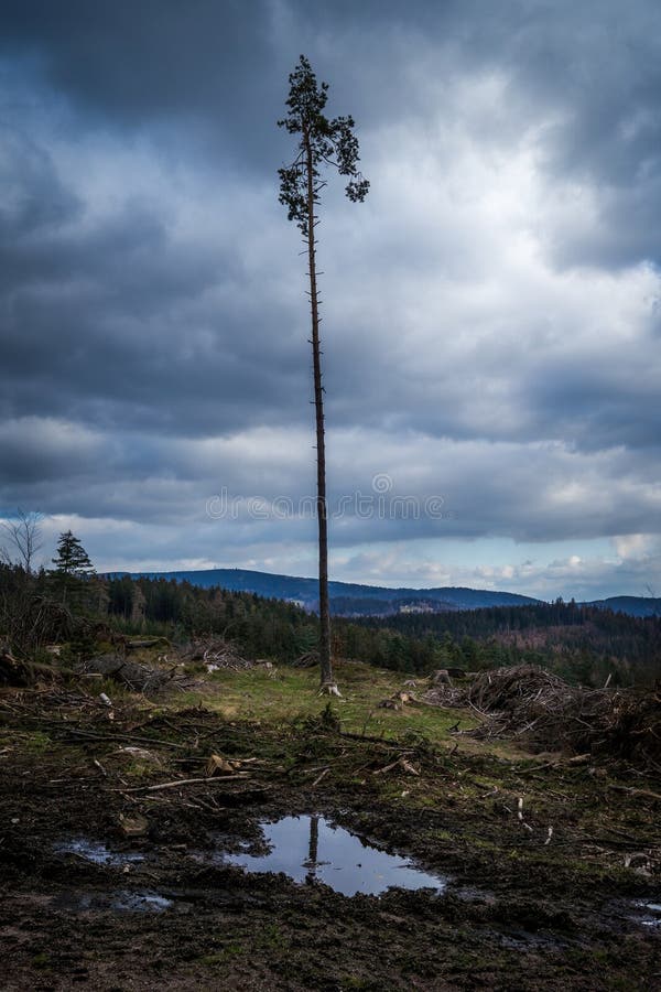 Tree in the landscape stock image. Image of view, wild - 278271937