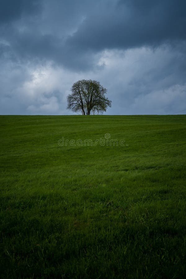 Tree in the landscape stock image. Image of space, scene - 278272109