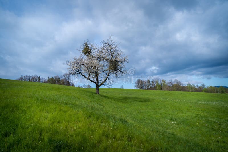 Tree in the landscape stock photo. Image of wood, outdoor - 278272172