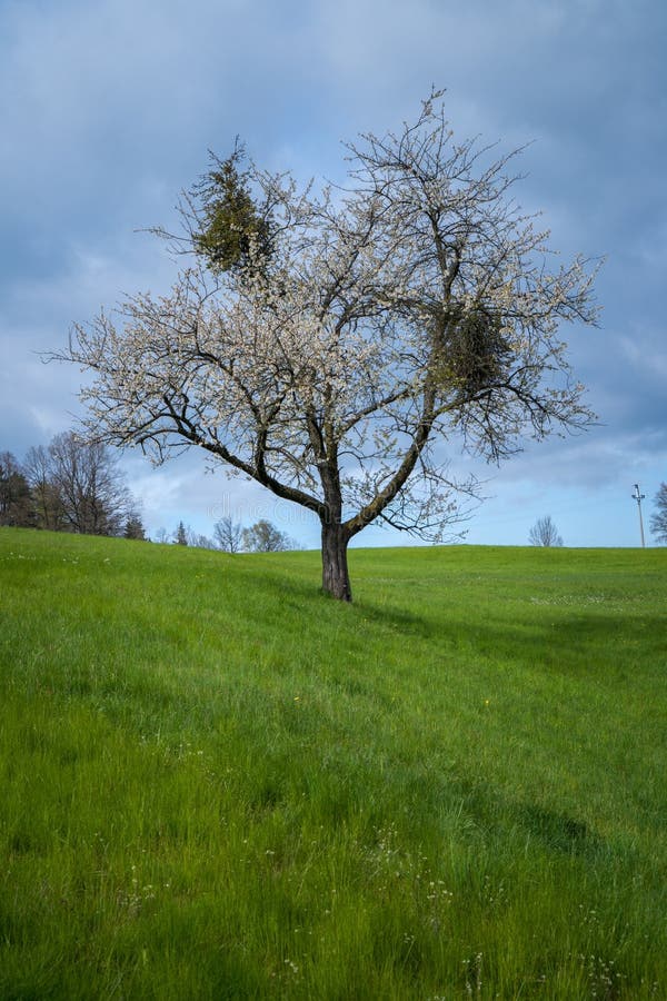 Tree in the landscape stock image. Image of scene, landscape - 278272179