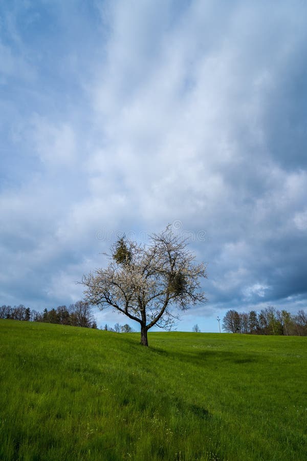Tree in the landscape stock photo. Image of scene, natural - 278272186