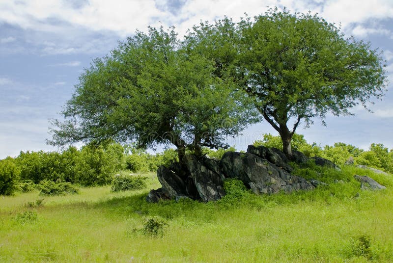 Tree Landscape stock photo. Image of terrain, countryside - 7343156