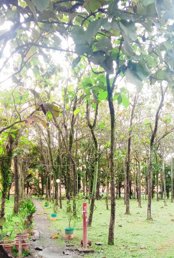 TREE LANDSCAPE GOOD VIEW stock photo. Image of landscape - 263421738