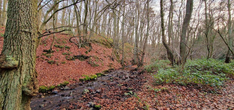 Tree Landscape Nature, Landscape Liège. Stock Image - Image of flower ...