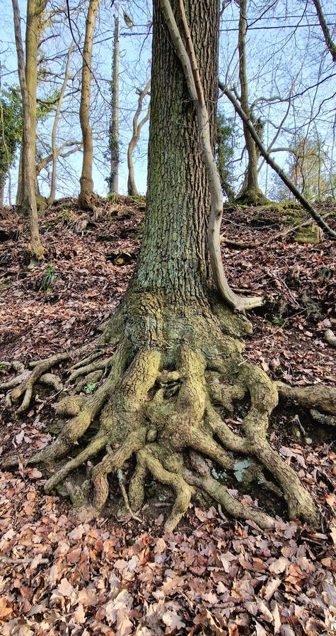 Tree Landscape Nature Paysage Liège Belgique Stock Photo - Image of ...