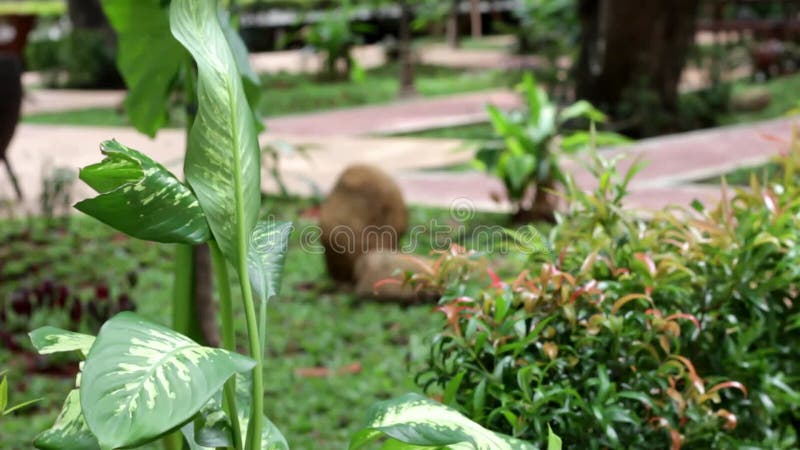 View of Trees in the Middle of a City Park Stock Footage - Video of ...