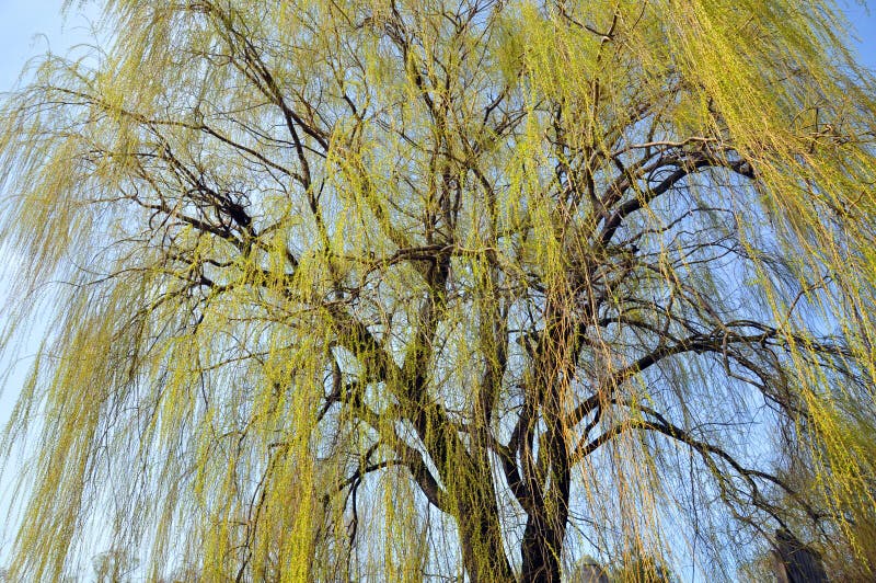 Willow Tree Landscape in Spring Season Stock Image - Image of park ...