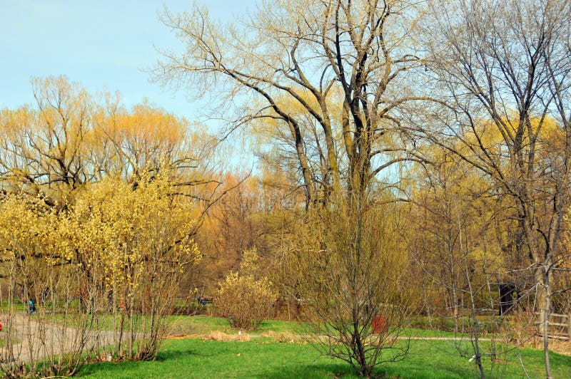 Tree Landscape in Spring Season Stock Photo - Image of forest, leaf ...