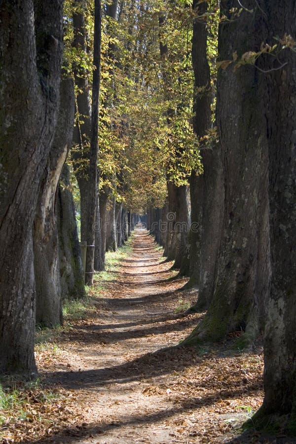 Oak alley stock image. Image of rural, leaf, landscape - 21774851