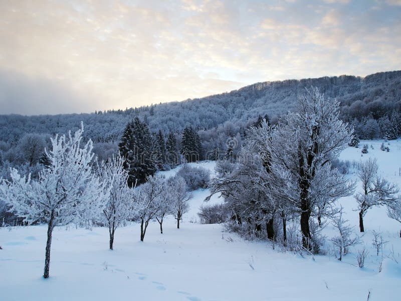 Tree lane stock photo. Image of winter, blue, landscape - 7733514