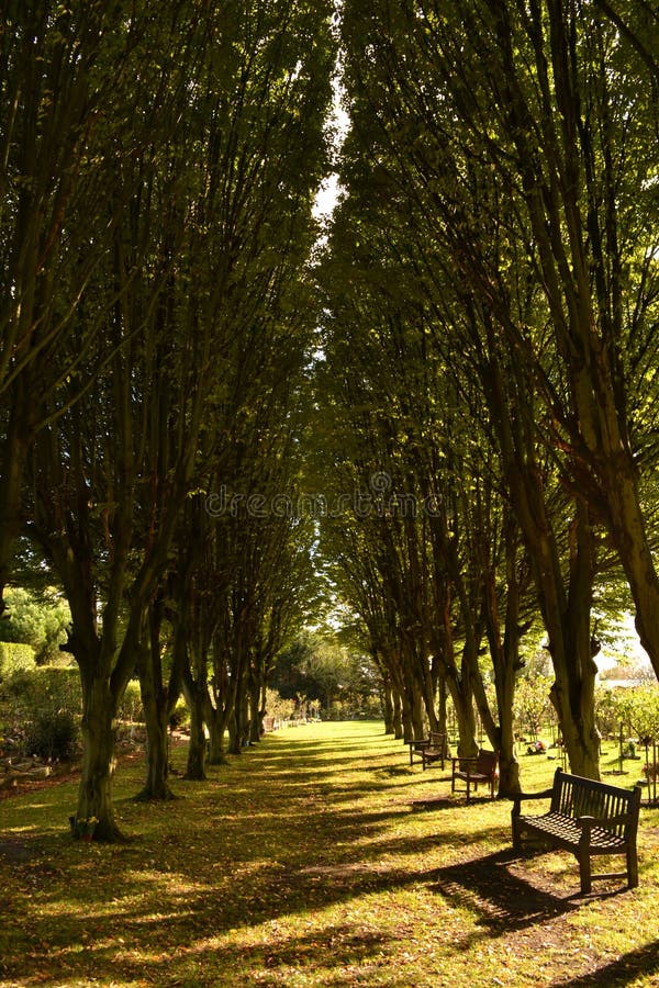 Tree lane stock photo. Image of tree, trees, lane, nature - 46024718