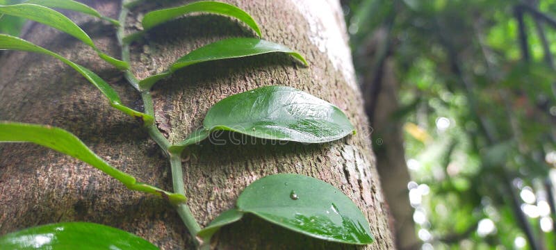 Tree in laos stock photo. Image of love, tree, laos - 196859184