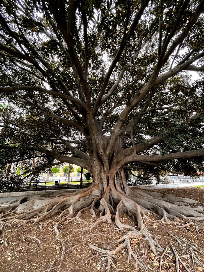Tree with Large Body in Seville, Spain Stock Photo - Image of huge ...
