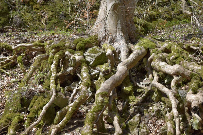 A Tree with Large, Broad Roots, Strewn between Rocks. Stock Image ...